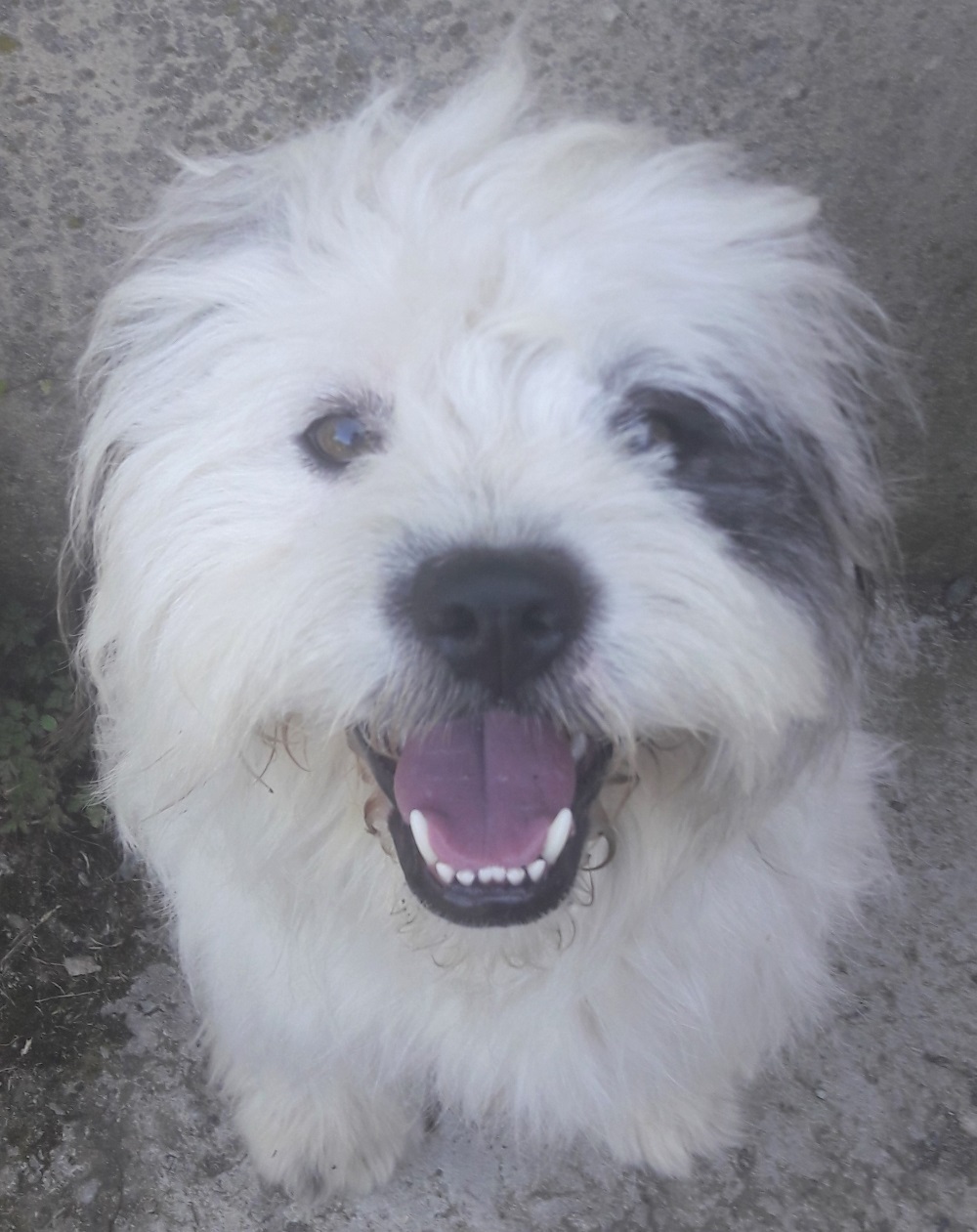 Oasis mâle labrit 1 an • Association Galia