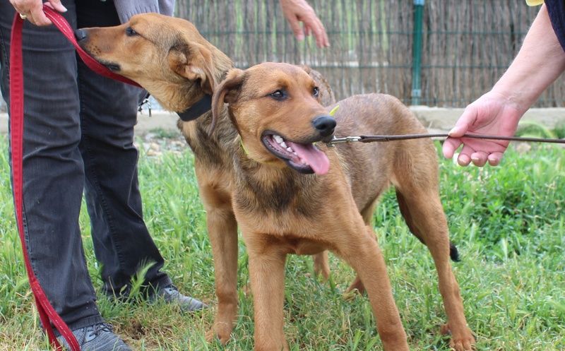 Browny chiot mâle croisé Labrador/ Beauceron 5 mois et demi ...