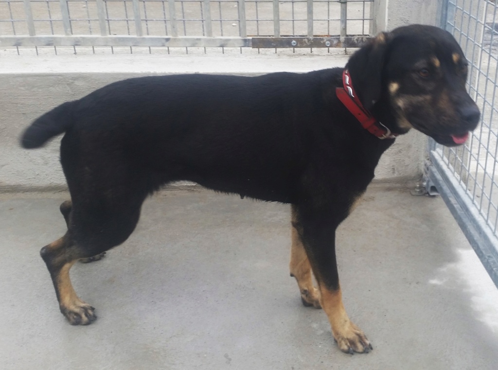 Carlie femelle croisée Beauceron/Labrador 2 ans • Association Galia