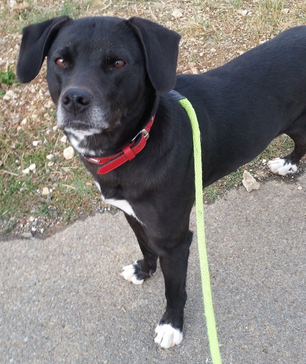 Diva femelle croisée Labrador 2 ans • Association Galia