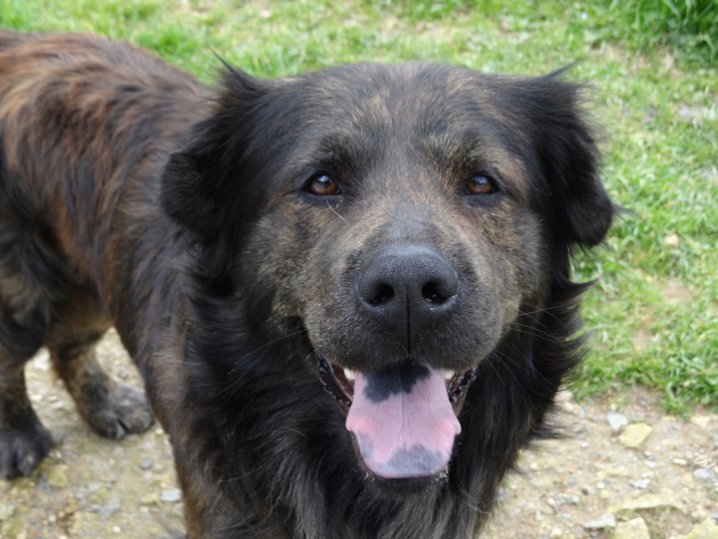 Dobritza chien mâle croisé Berger 3 ans • Association Galia
