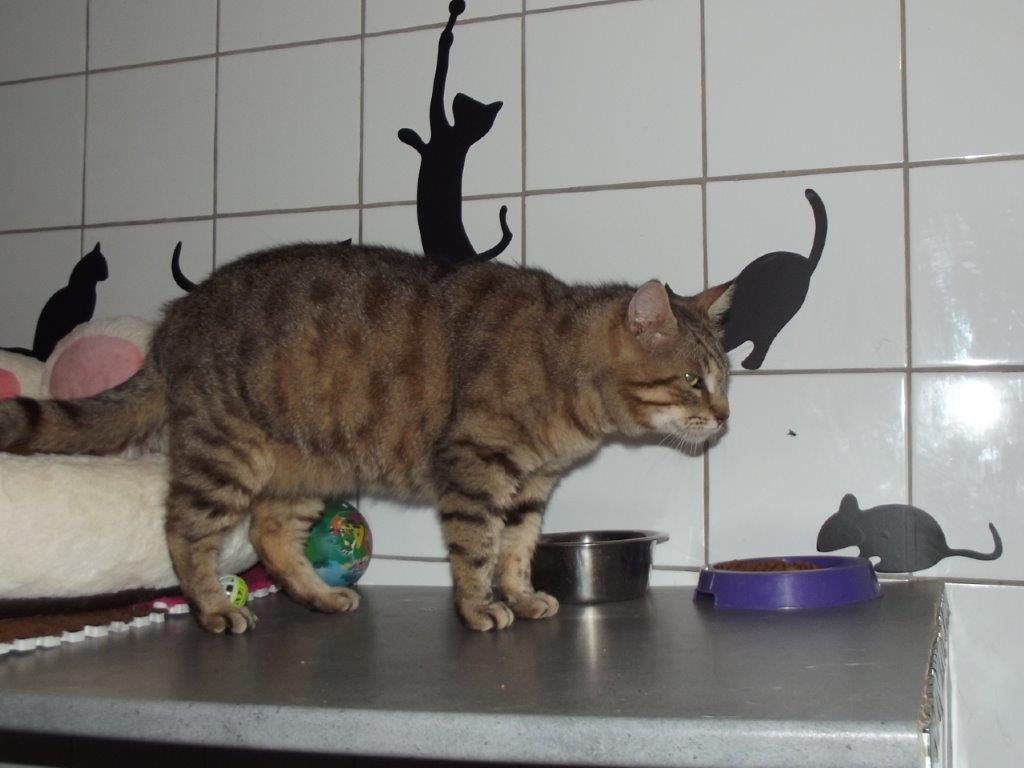 GRISOU gros matou sympa • Association Galia