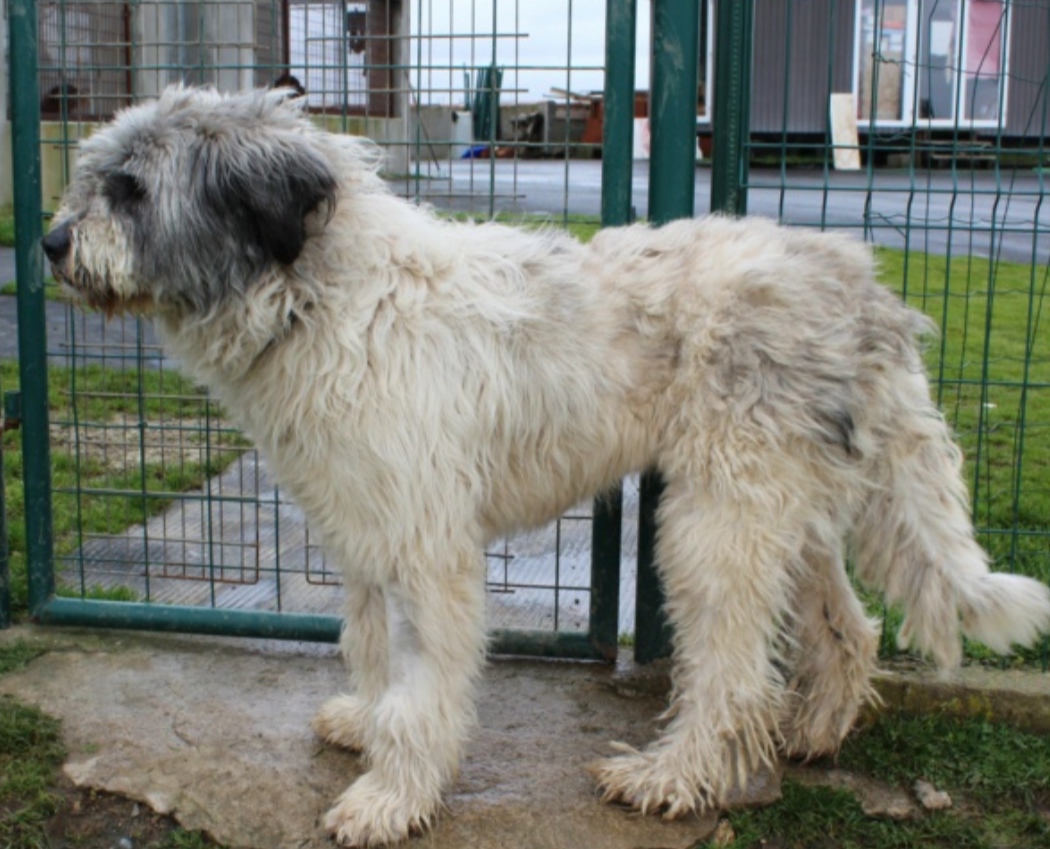 AGATHE femelle berger roumain 6 ans • Association Galia