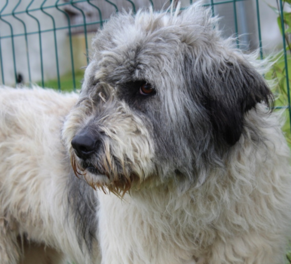 AGATHE femelle berger roumain 6 ans • Association Galia