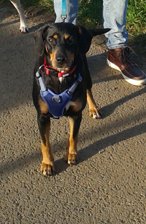 Louna (Ondine) femelle croisée Labrador/Beauceron 3 ans • Association Galia