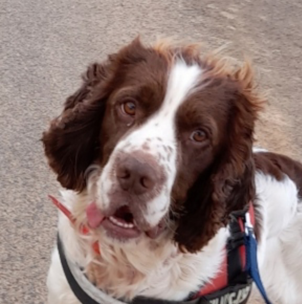 MICKEY mâle english springer Spaniel 5 ans • Association Galia