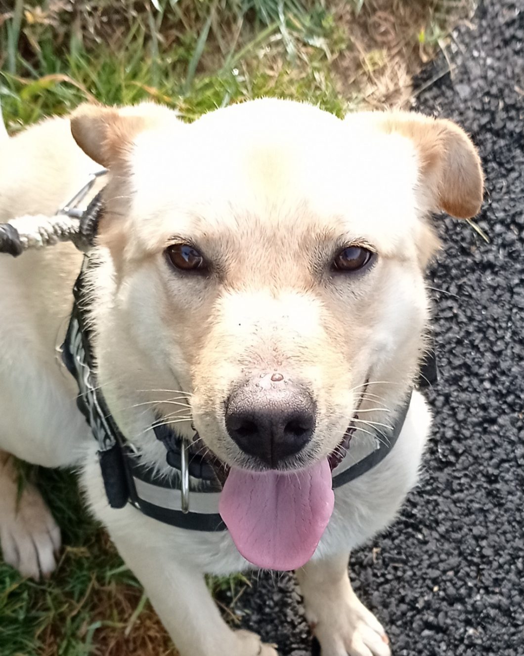 Ruddy mâle croisé labrador 7 mois • Association Galia