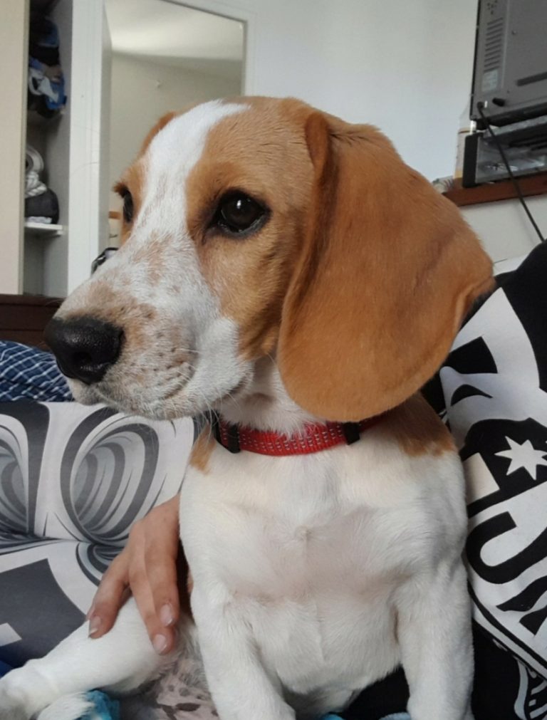 Tokyo beagle 5 mois • Association Galia