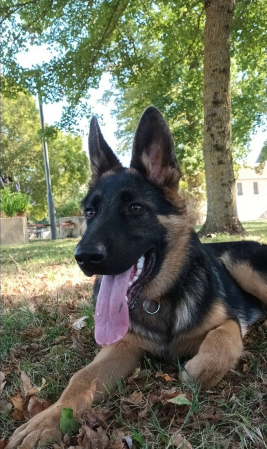 Taoo berger allemand 6 mois • Association Galia