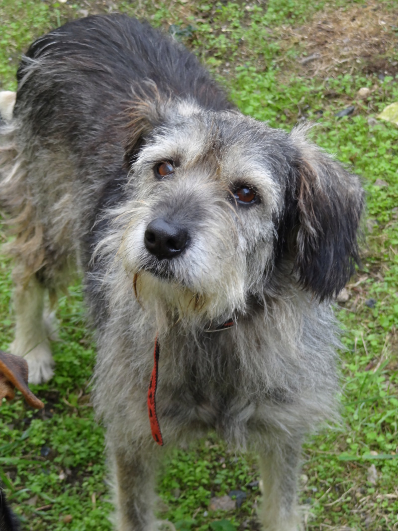 Louloue femelle croisée Griffon 8 ans • Association Galia