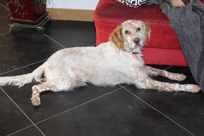 Lucky chiot mâle Lemon Setter 1 an et demi • Association Galia