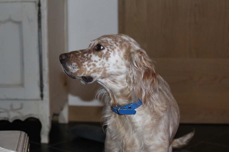 Lucky chiot mâle Lemon Setter 1 an et demi • Association Galia