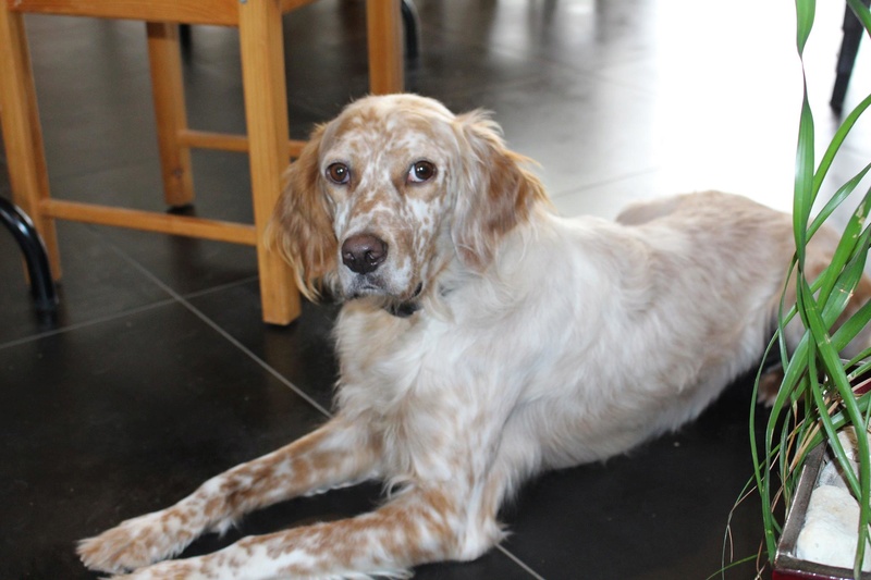 Lucky chiot mâle Lemon Setter 1 an et demi • Association Galia