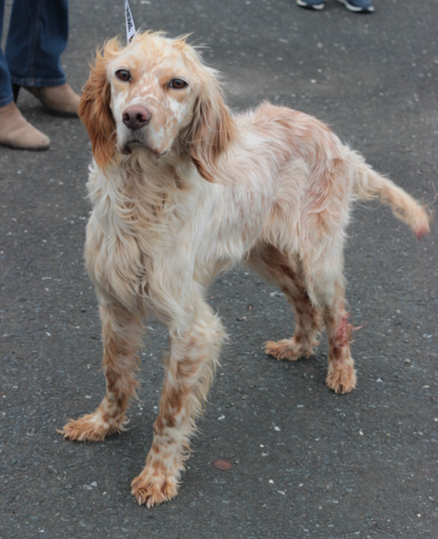 Lucky chiot mâle Lemon Setter 8 mois • Association Galia