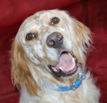 Lucky chiot mâle Lemon Setter 1 an • Association Galia