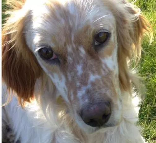 Lucky chiot mâle Lemon Setter 1 an et demi • Association Galia