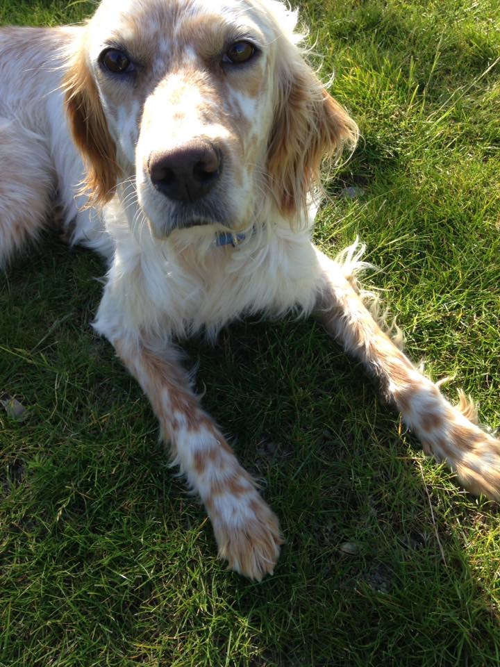 Lucky chiot mâle Lemon Setter 1 an et demi • Association Galia