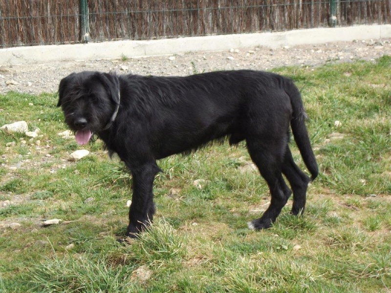 Matis mâle croisé Griffon/Labrador 1 an • Association Galia