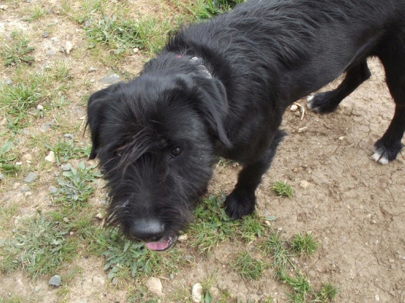 Matis mâle croisé Griffon/Labrador 1 an • Association Galia