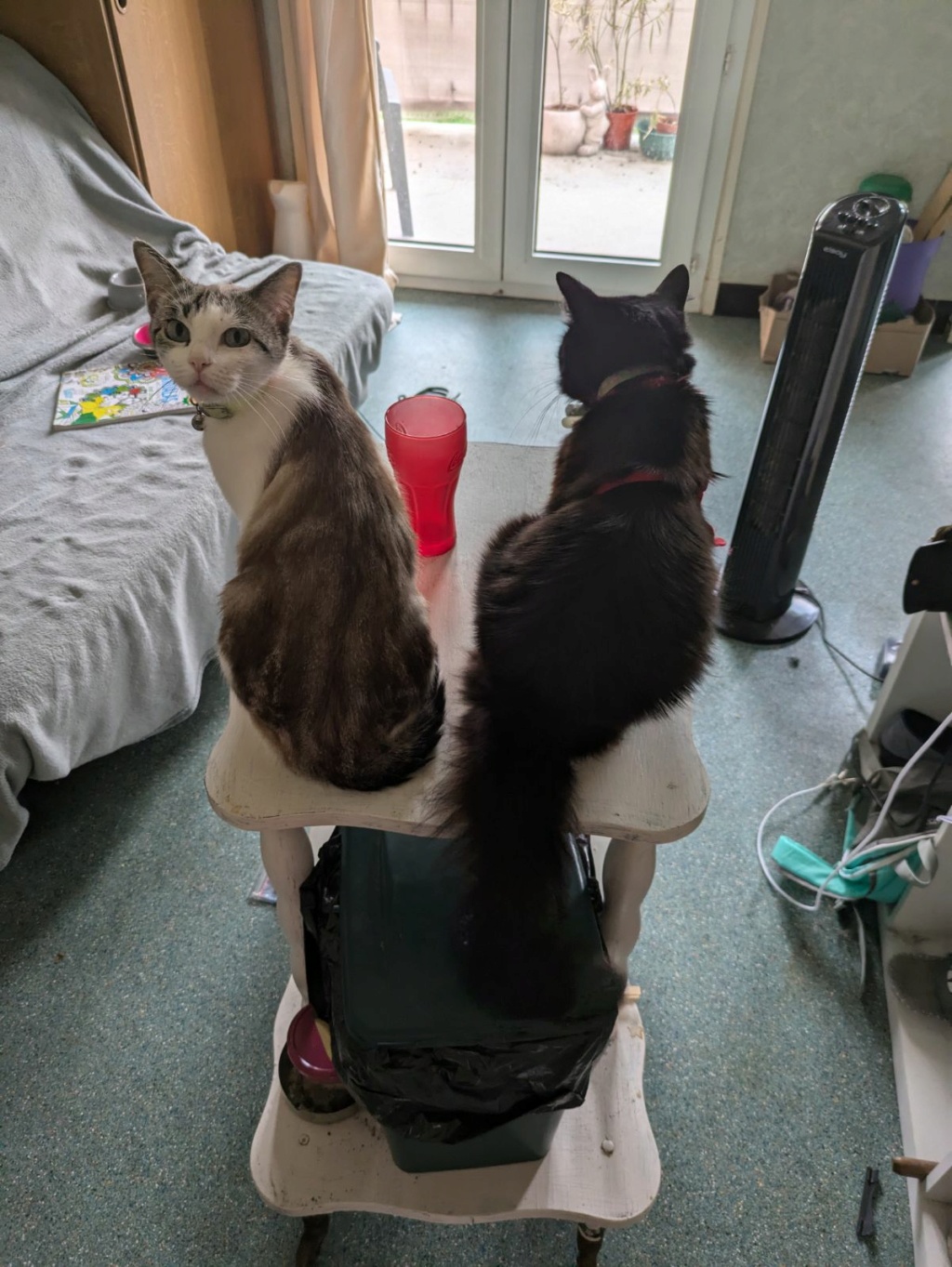 MINETTE-ET-NINA • Association Galia