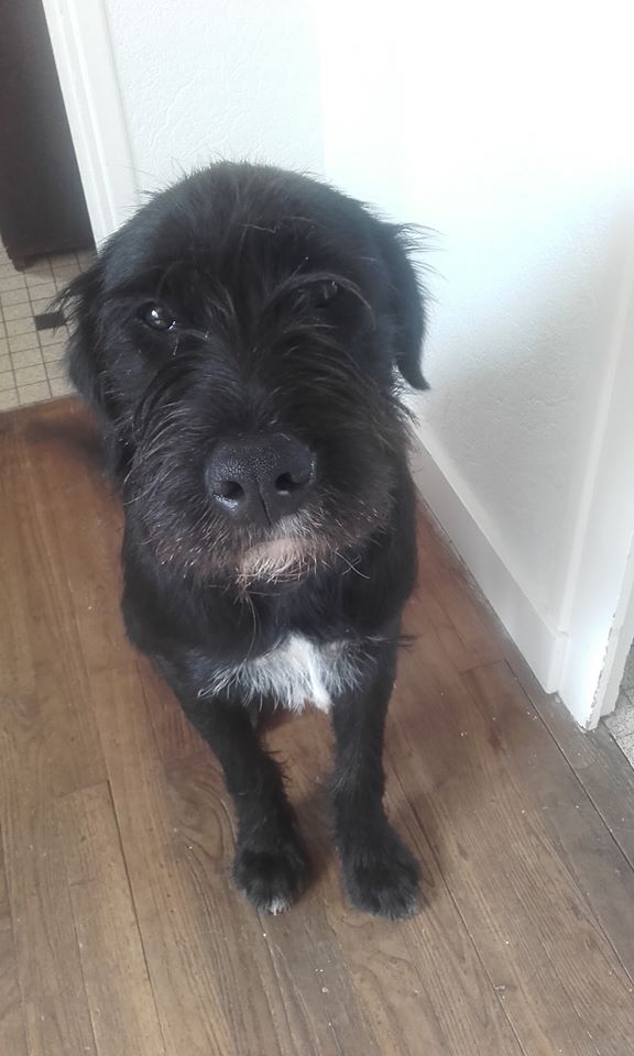 Matis mâle croisé Griffon/Labrador 1 an • Association Galia