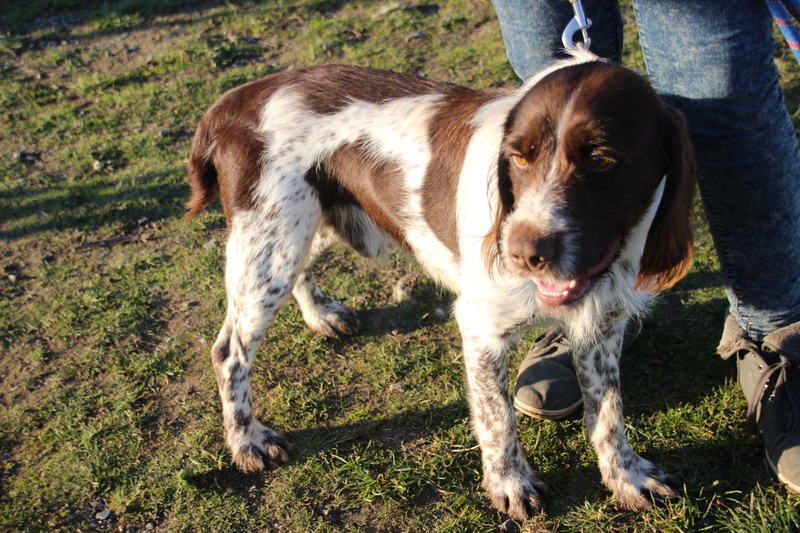 Max mâle croisé Springer Spaniel/Griffon 3 ans • Association Galia