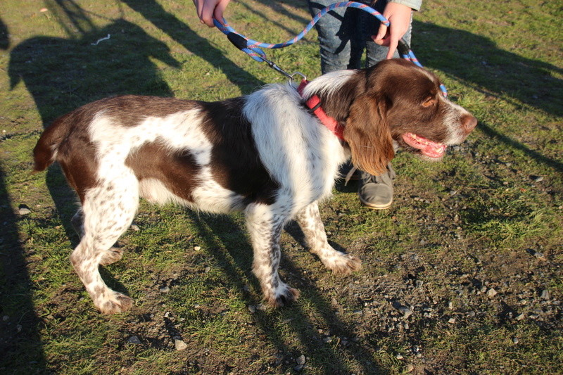 Max mâle croisé Springer Spaniel/Griffon 3 ans • Association Galia