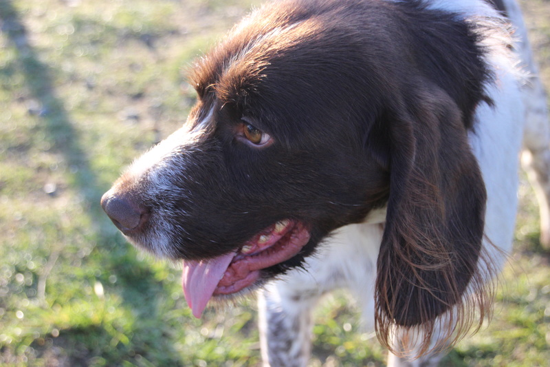 Max mâle croisé Springer Spaniel/Griffon 3 ans • Association Galia