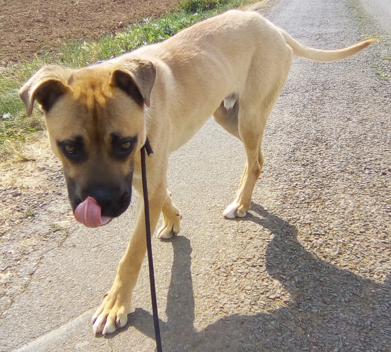 Milo mâle croisé Boxer 2 ans • Association Galia