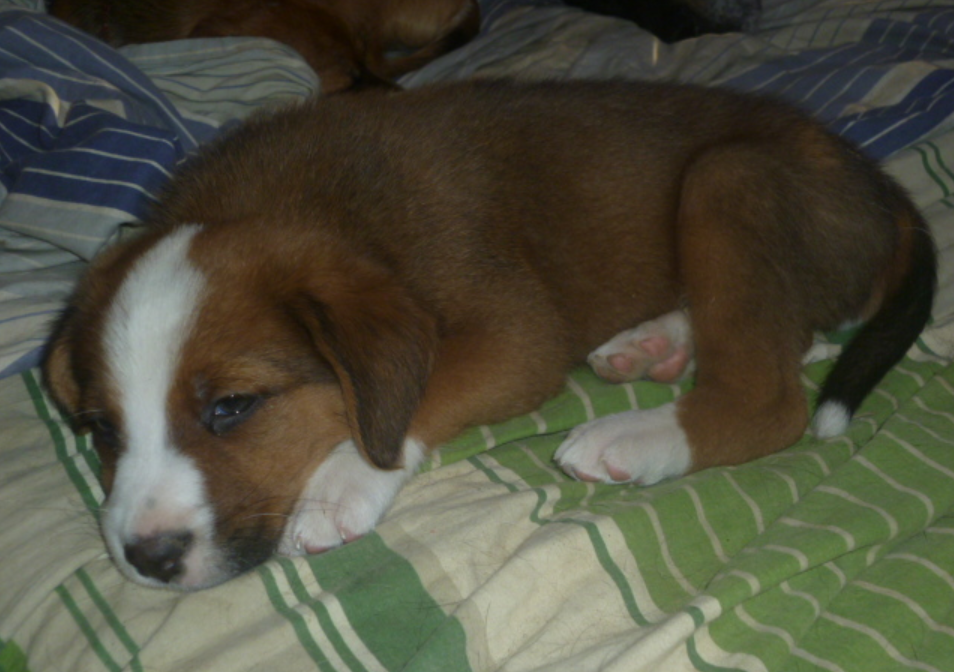 Nell chiot femelle croisée Bouvier Bernois/ Labrador/Boxer 6 semaines ...