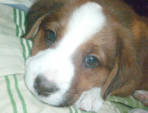 Nell chiot femelle croisée Bouvier Bernois/ Labrador/Boxer 6 semaines ...