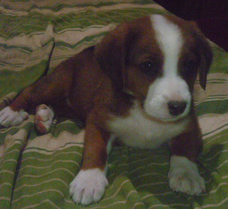 Nell chiot femelle croisée Bouvier Bernois/ Labrador/Boxer 6 semaines ...