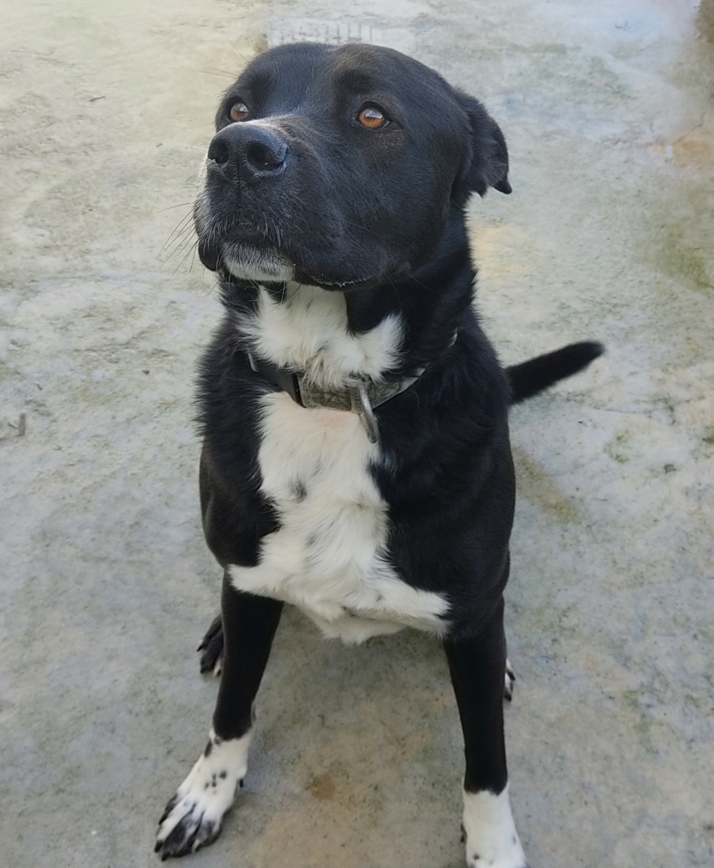 Paco chien mâle croisé Cane Corso 3 ans • Association Galia