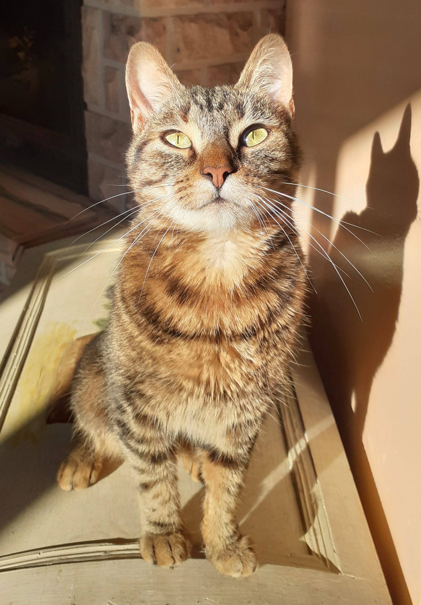 PRINCESSE - jolie chatte joueuse - née le 01/10/2019 • Association Galia