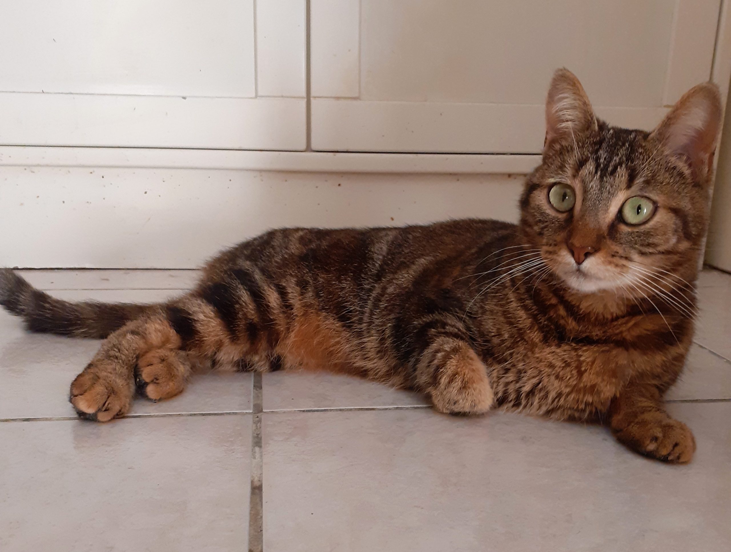 PRINCESSE - jolie chatte joueuse - née le 01/10/2019 • Association Galia