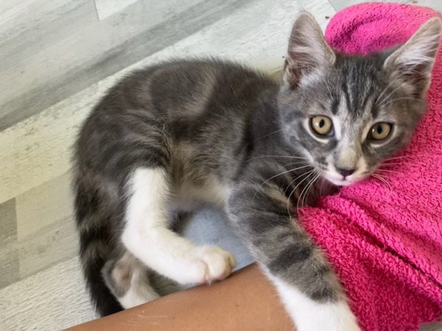 SYRIUS - câlin & joueur ( né le 15/05/2021) • Association Galia