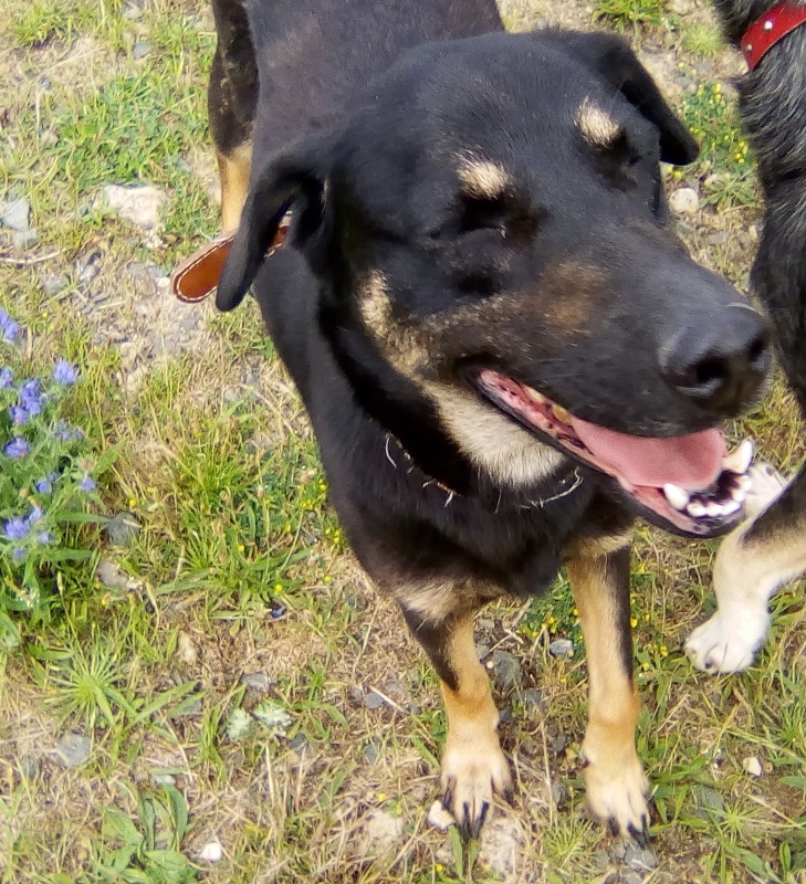 Sheena femelle croisée Labrador/Beauceron 4 ans • Association Galia