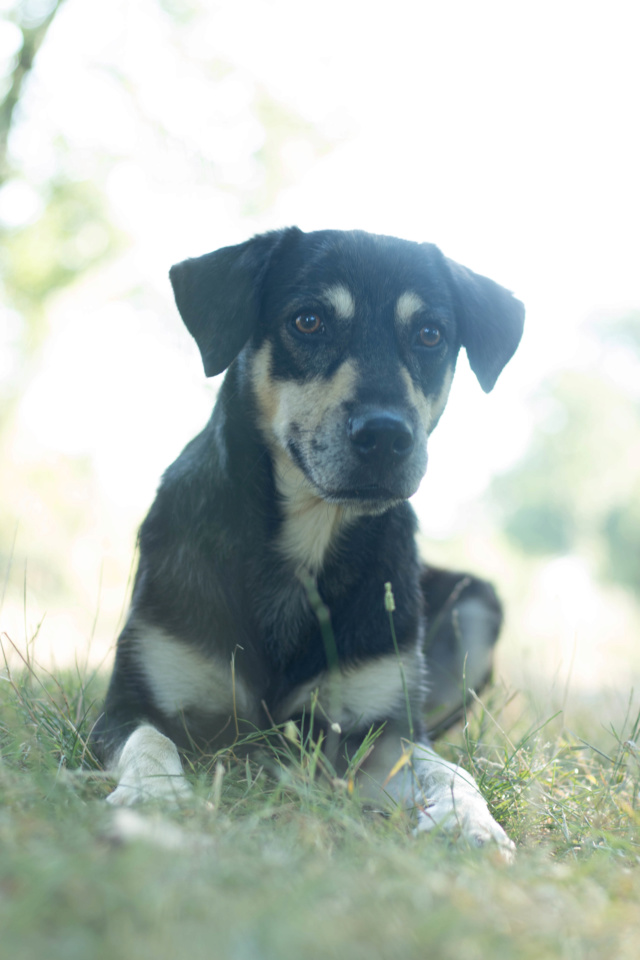 Tom mâle croisé Labrador/ Beauceron 4 ans • Association Galia