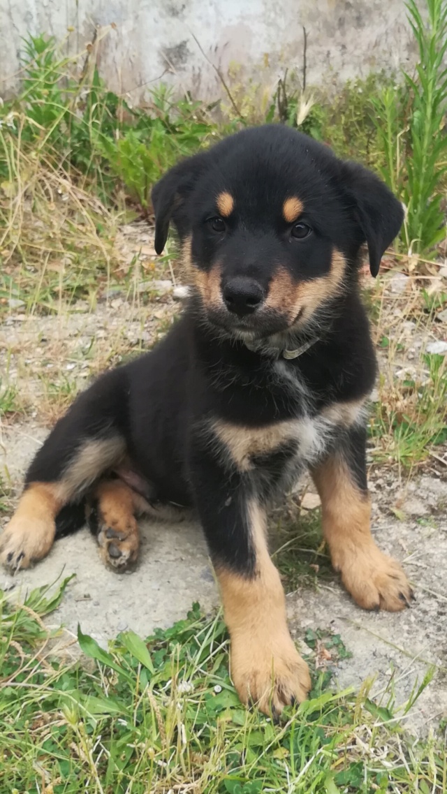 Ubble - Mâle né le 3/04/2023 - X Beauceron • Association Galia