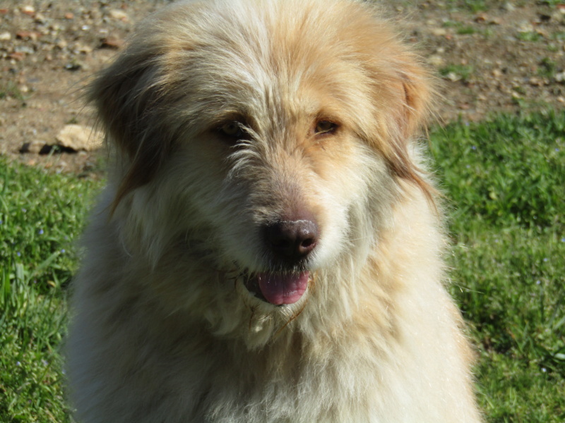 Angie femelle Berger Roumain 7 ans • Association Galia