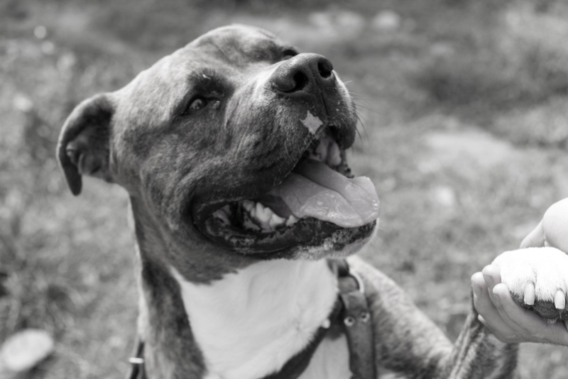 Beeby 4 • Association Galia