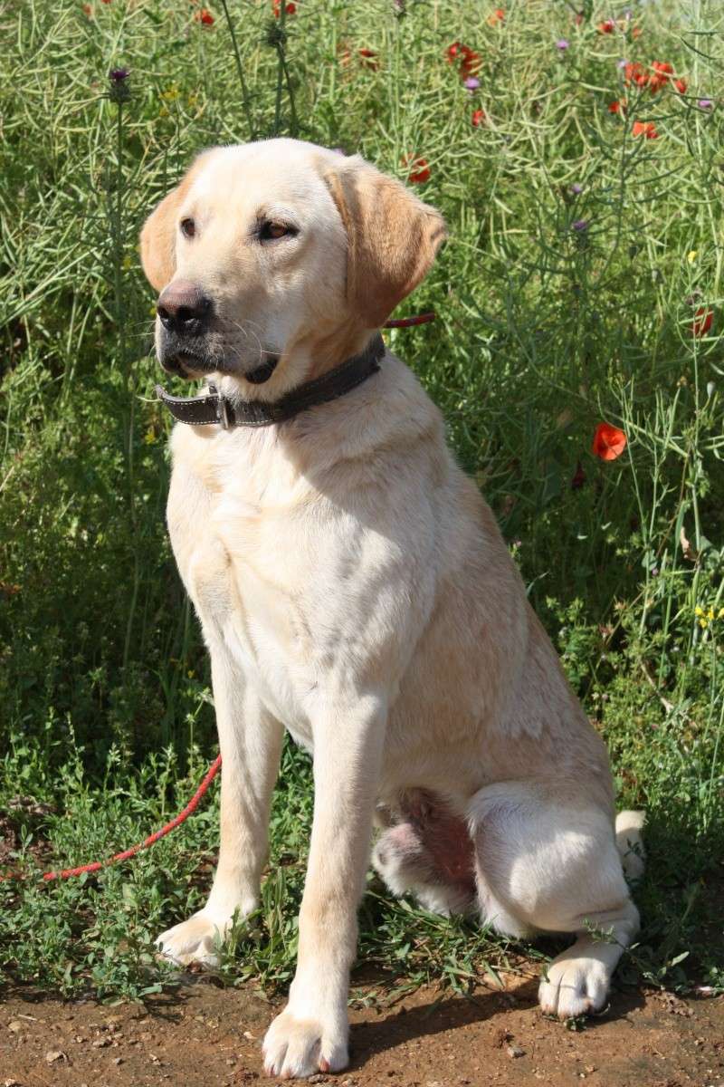 Boomrang mâle Labrador sable 6 ans • Association Galia