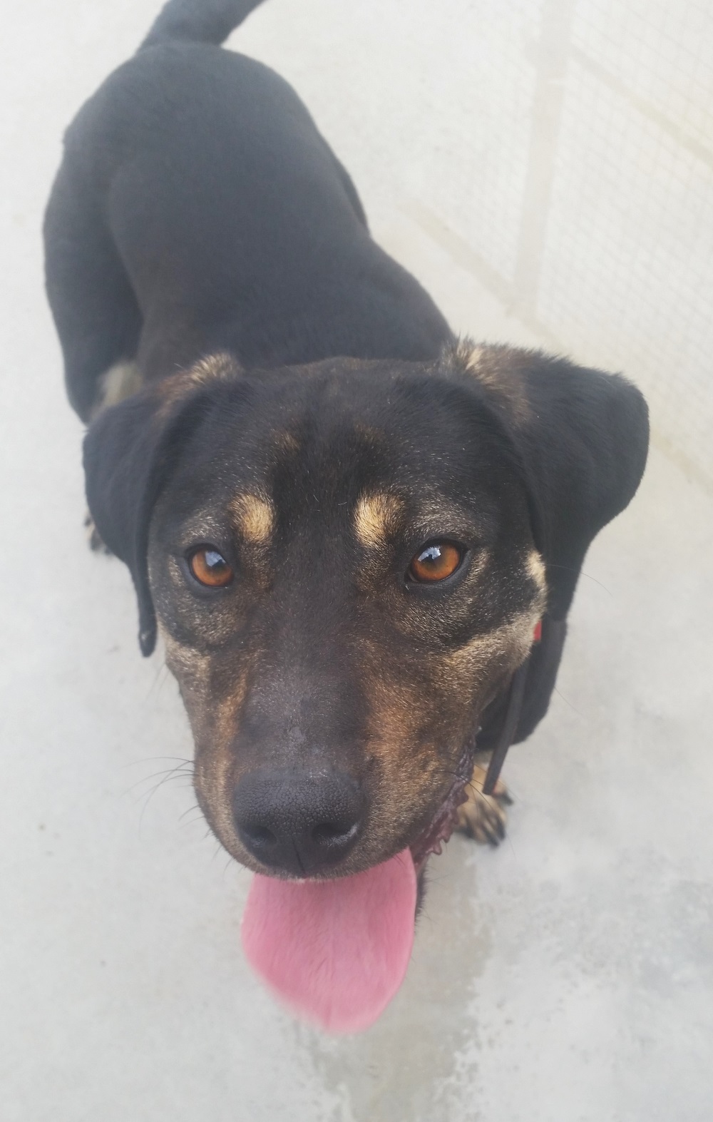 Carlie femelle croisée Beauceron/Labrador 2 ans • Association Galia