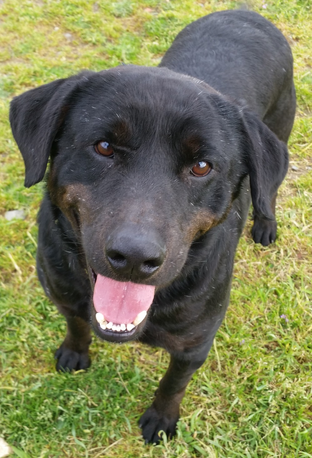 Chuken mâle croisé Labrador 4 ans et demi • Association Galia