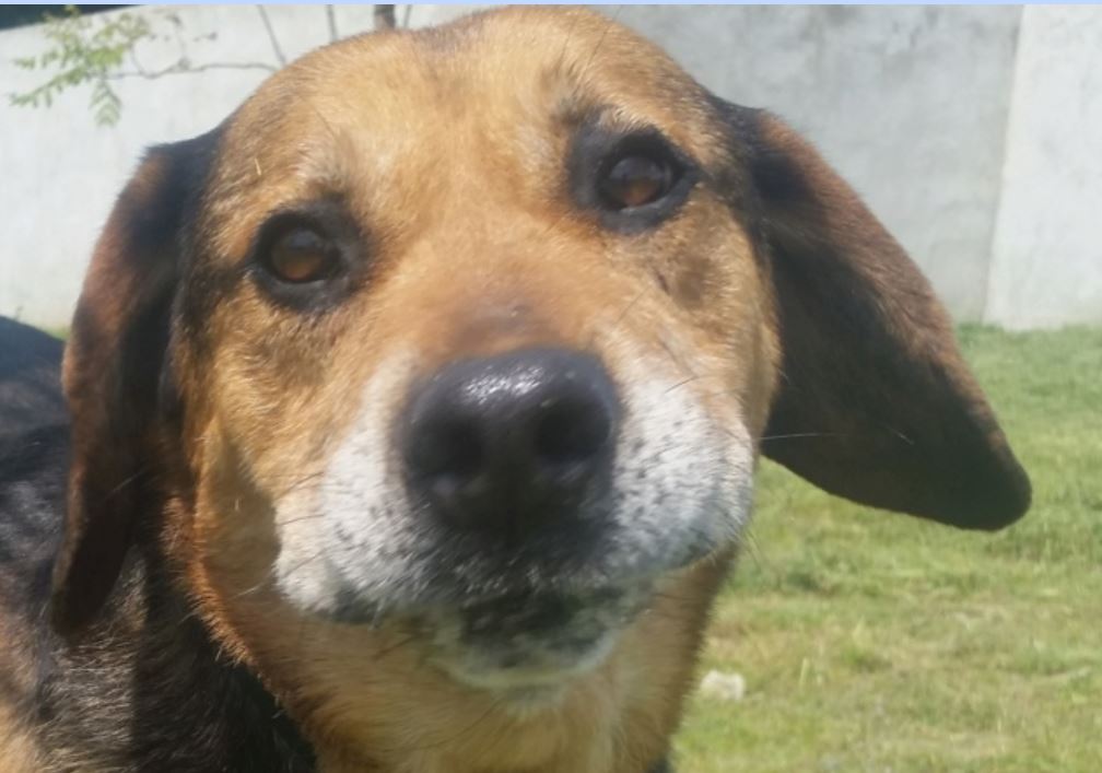 Créole mâle croisé Berger 6 ans et demi • Association Galia