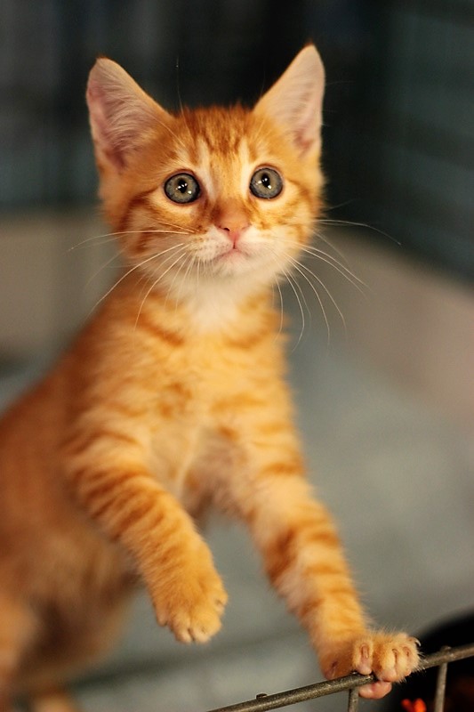 Nesly Chaton roux • Association Galia