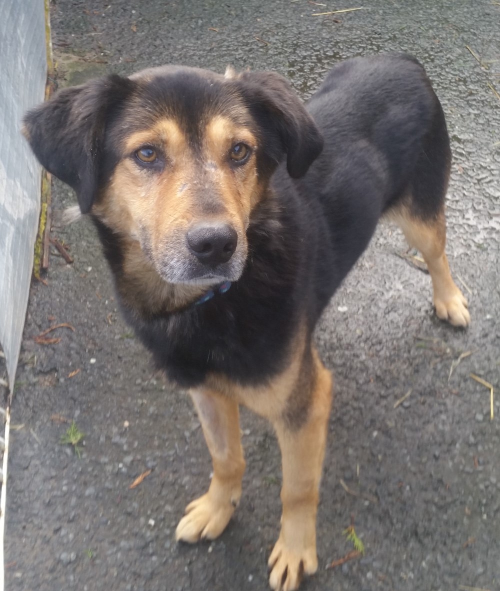 Les chien mâle croisé Berger 6 ans et demi • Association Galia