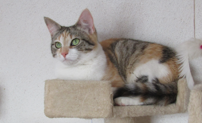 LILY LOU - 1 an - jeune chatte joueuse • Association Galia