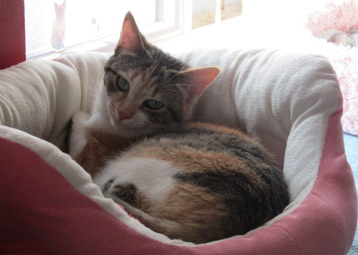 LILY LOU - 1 an - jeune chatte joueuse • Association Galia