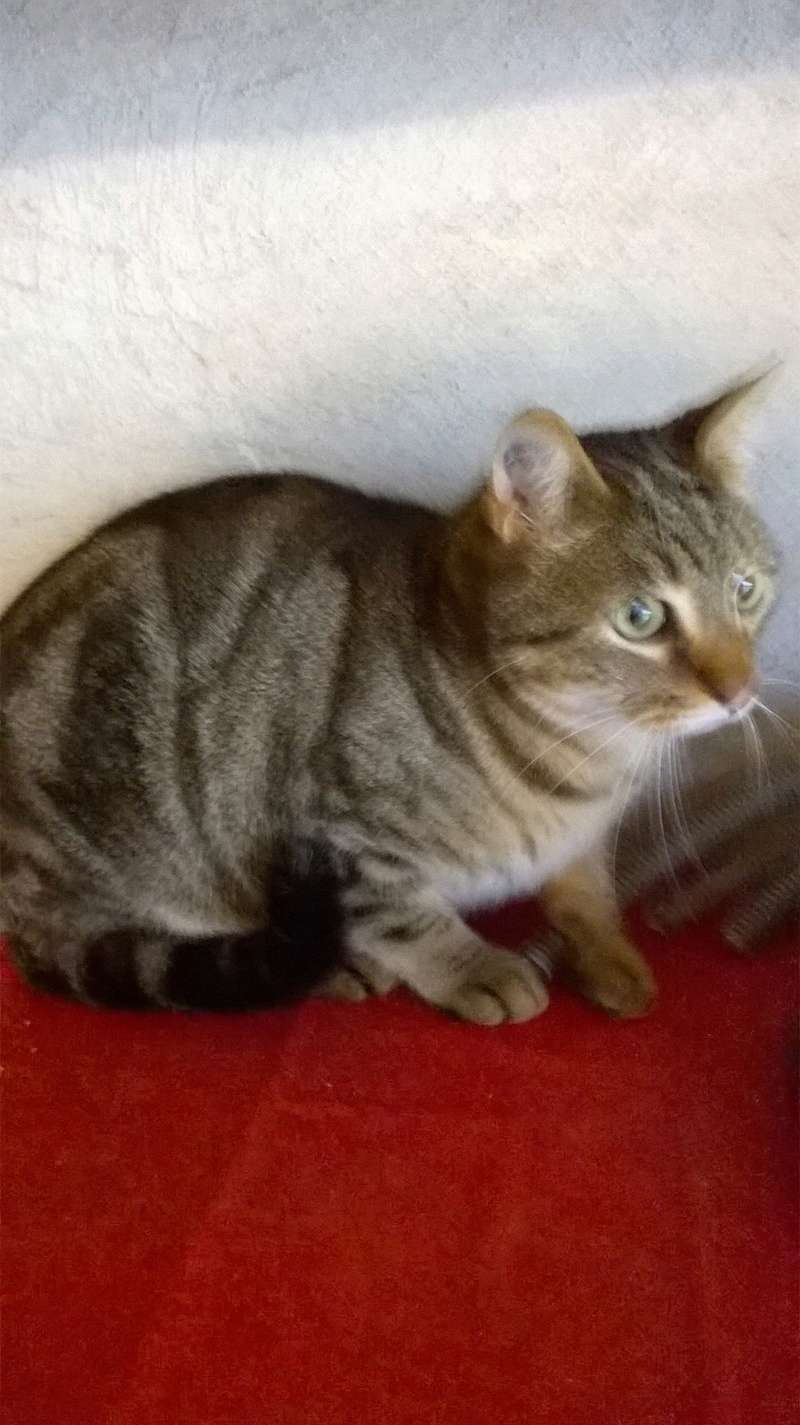 Bibou - gentil chat désemparé • Association Galia